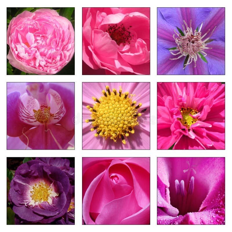 Collage of flowers stock image. Image of plant, collage - 29474995