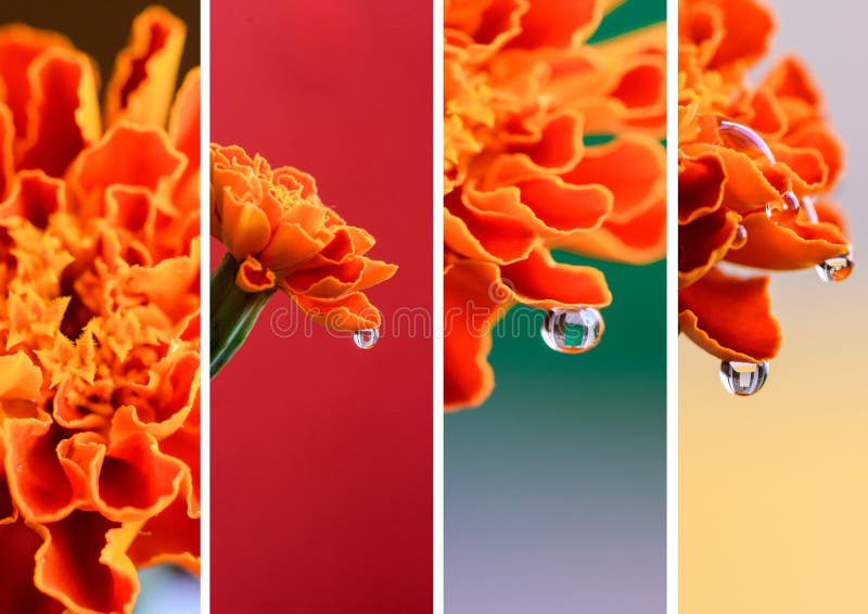 Collage of Flowers. Black-browed with a Drop, Macro Photo Stock Photo ...