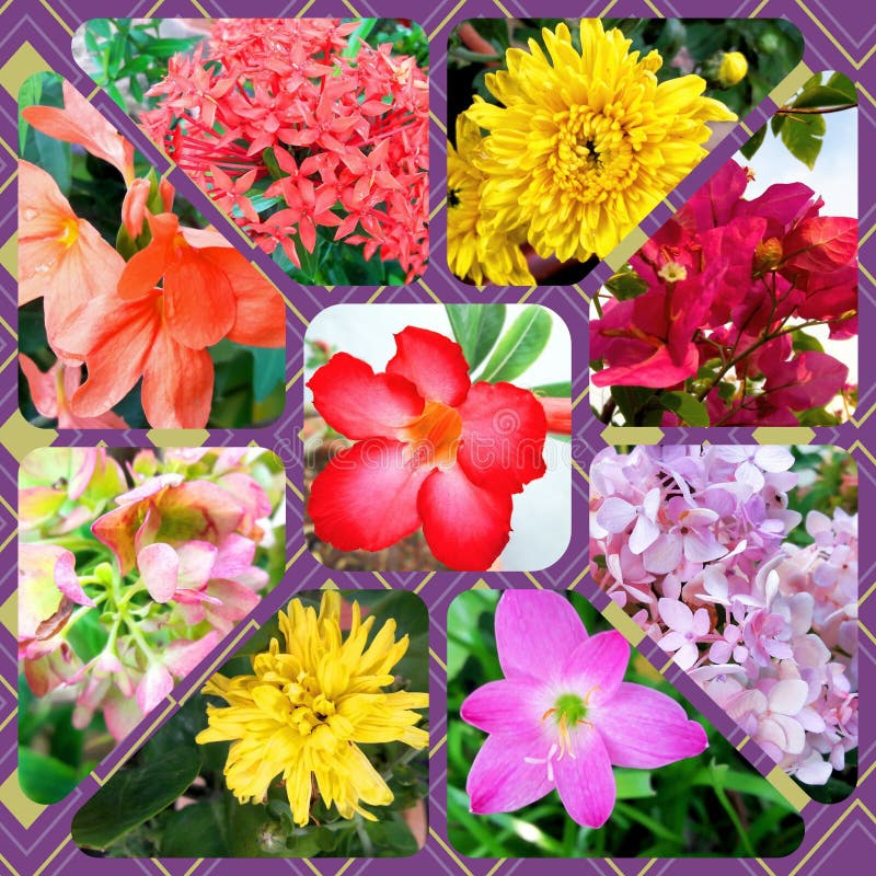 Collage of Flowers editorial photography. Image of flowers - 62144262