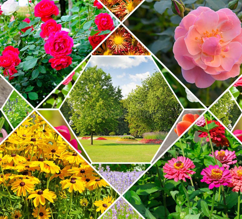 Collage of Flowers and Garden Stock Photo - Image of flowerbed, green ...