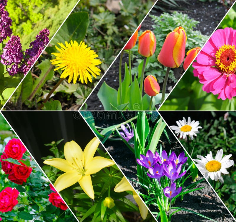 Collage of Flowers Garden. Mosaic Pattern Stock Image - Image of tulip ...