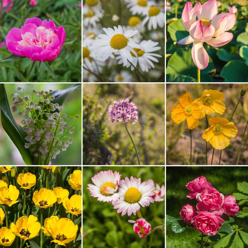 Collage with Flowers Outdoors, Spring Theme Stock Image - Image of ...