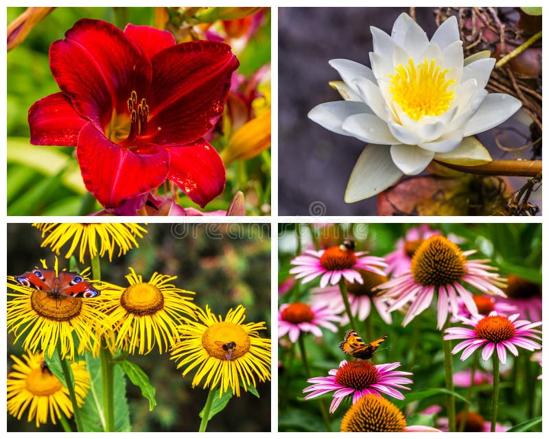 Collage of Flowers Photos in Nature Stock Photo - Image of flora ...