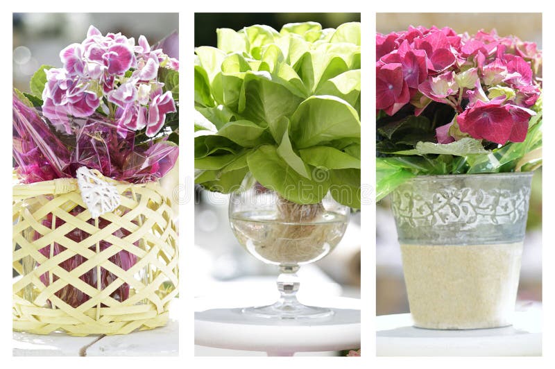 Collage of Flowers and Pots Stock Photo - Image of glass, bunch: 57261038