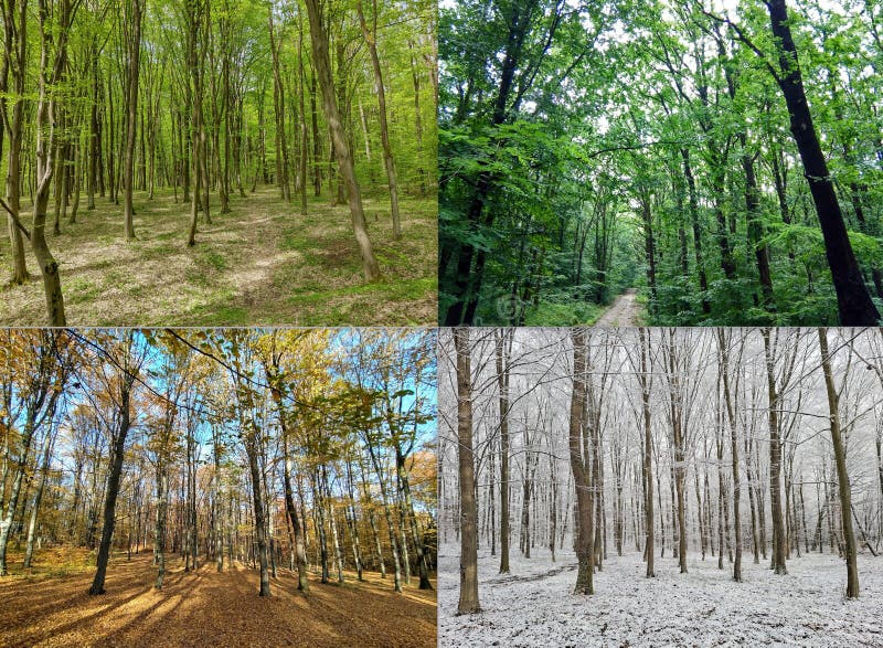 Collage with the Forest in All Four Seasons. Spring, Summer, Autumn and ...