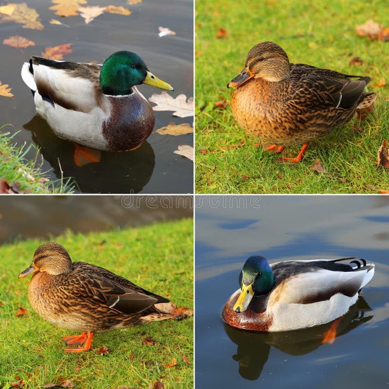 Ducks Collage Stock Photos - Free & Royalty-Free Stock Photos from ...