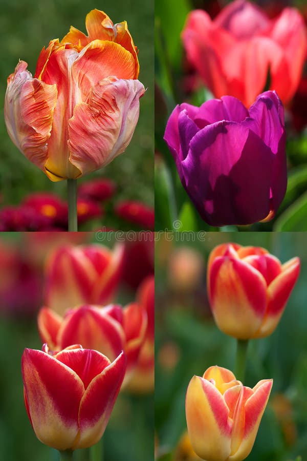 Different tulips-1 stock image. Image of decoration - 266599303