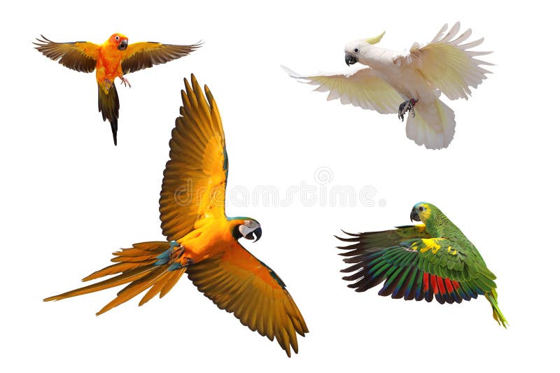 Collage Four Macaw Parrots Flying Isolated White Background Stock ...