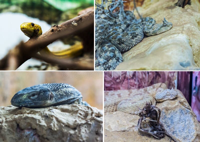 Collage Reptiles Stock Photos - Free & Royalty-Free Stock Photos from ...