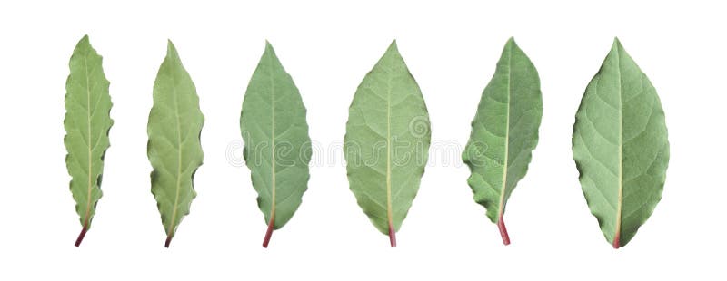 Collage with Fresh Bay Leaves on White Background Stock Photo - Image ...
