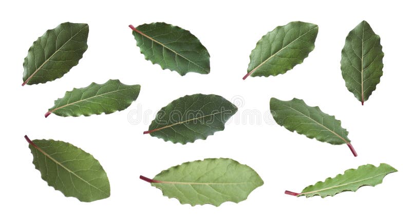 Collage with Fresh Bay Leaves on White Background Stock Image - Image ...