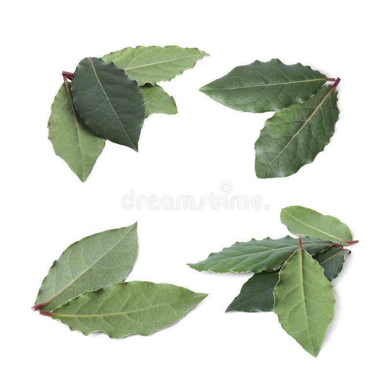 Collage with Fresh Bay Leaves on White Background Stock Image - Image ...