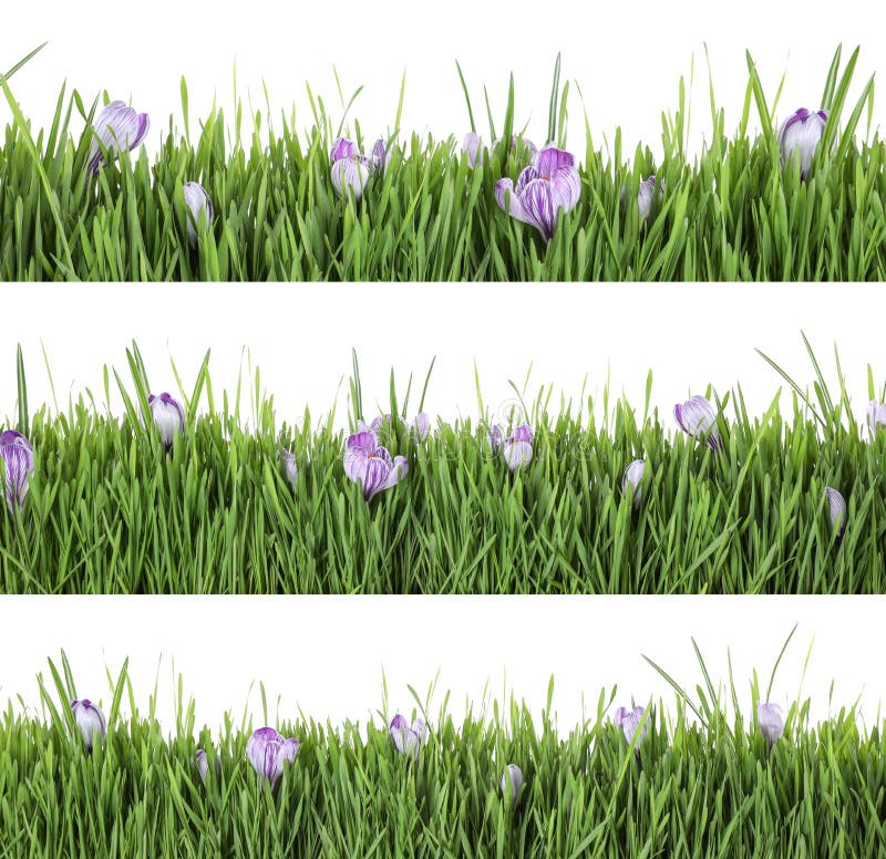 Collage Of Fresh Green Grass With Flowers On White Background. Spring ...