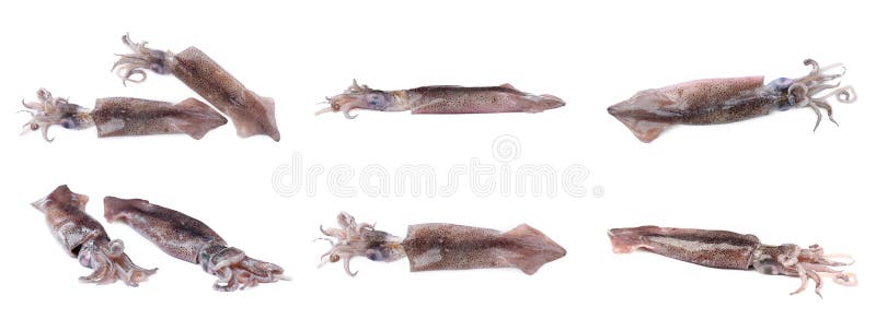 Collage with Fresh Squids on White Background Stock Image - Image of ...