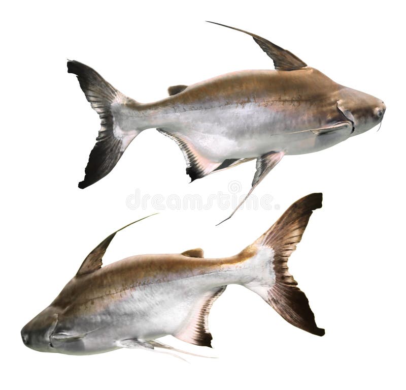 Topsail Catfish Stock Photos - Free & Royalty-Free Stock Photos from ...