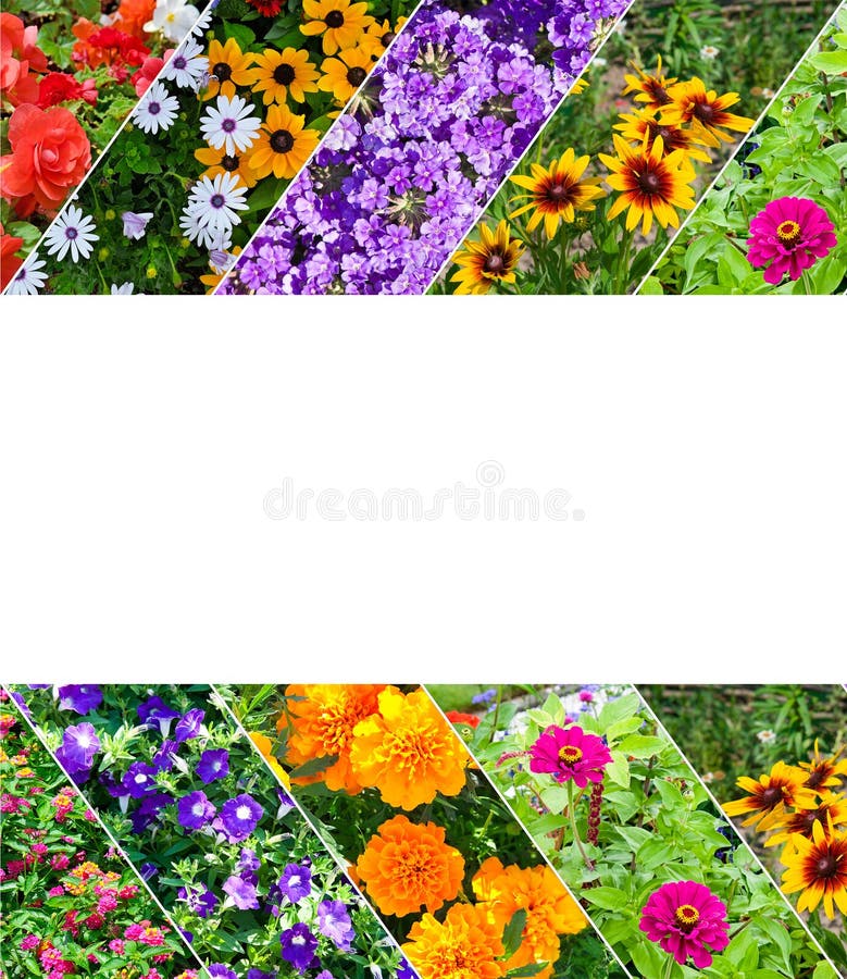 Collage of Garden Flowers Photos. Free Space for Text Stock Photo ...