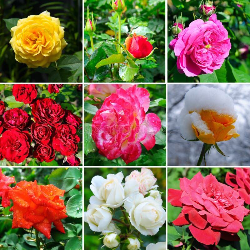 Collage of Garden Roses Photos Stock Image - Image of holiday, outdoor ...