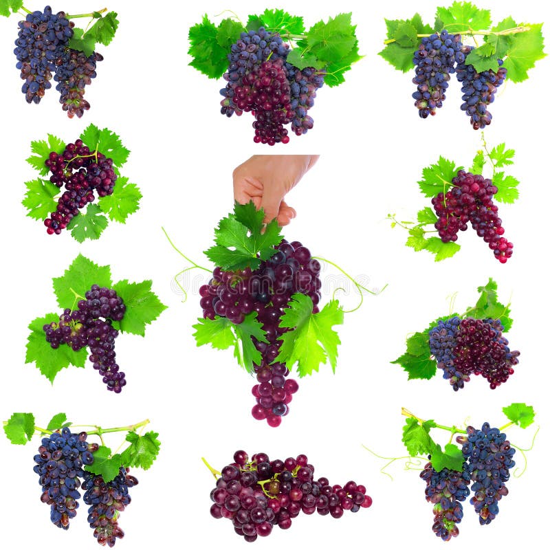 Collage of Grapes with Foliage. Isolated Stock Image - Image of pulp ...