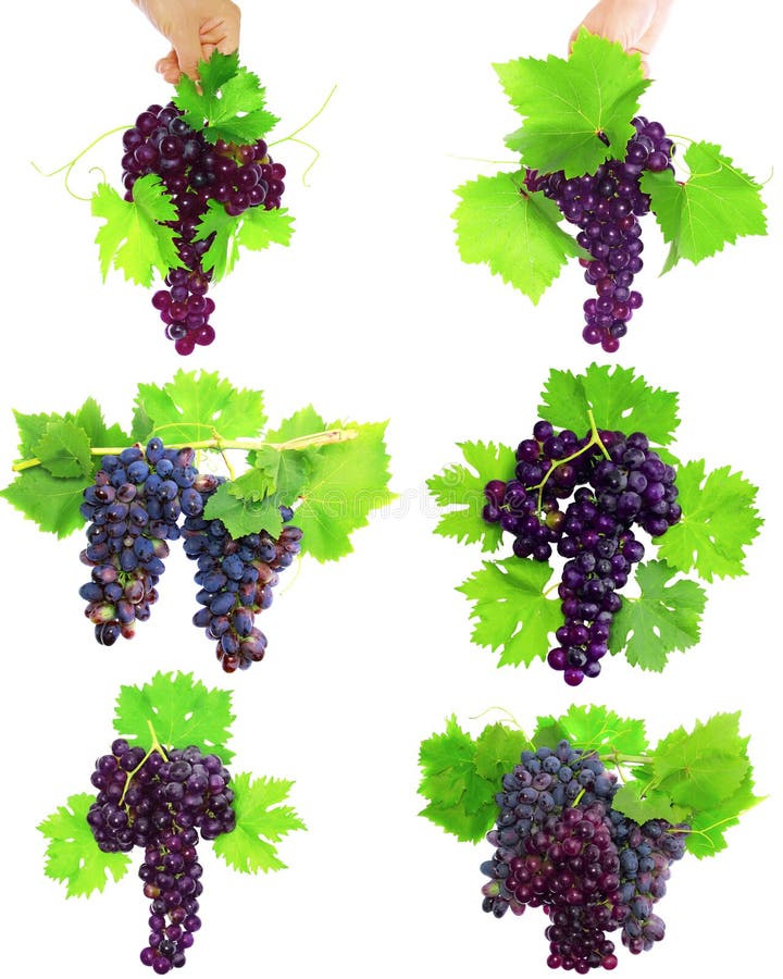 Collage of Grapes with Foliage. Isolated Stock Photo - Image of ...