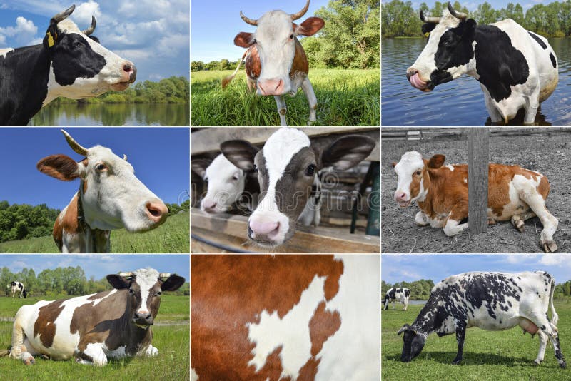 Collage of Cows and Cattles on the Field Stock Photo - Image of ...