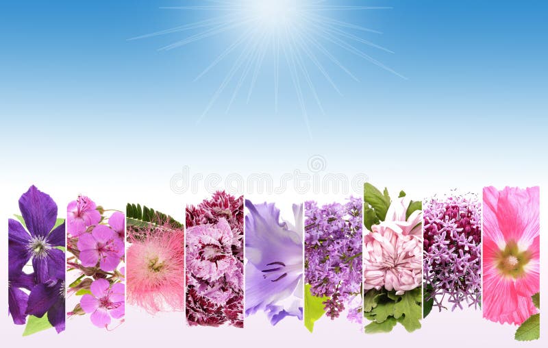 Collage Hermoso De Las Flores Con Foto de archivo - Imagen de ...