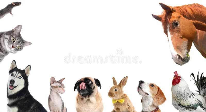 Veterinary Equine Dog Logo Design Stock Photos - Free & Royalty-Free ...