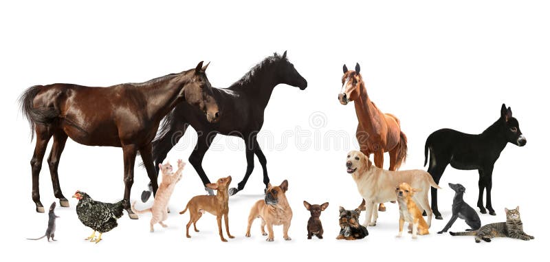 Veterinary Equine Dog Logo Design Stock Photos - Free & Royalty-Free ...