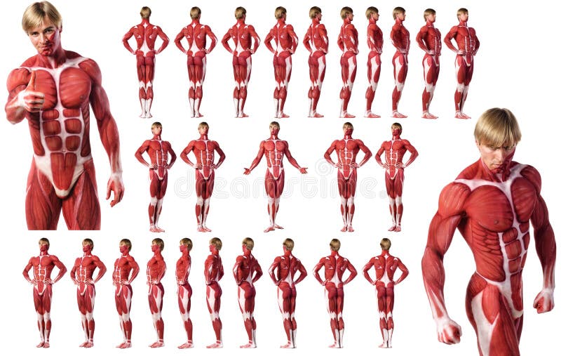 Collage of Images with Muscle Man Stock Image - Image of anatomy ...