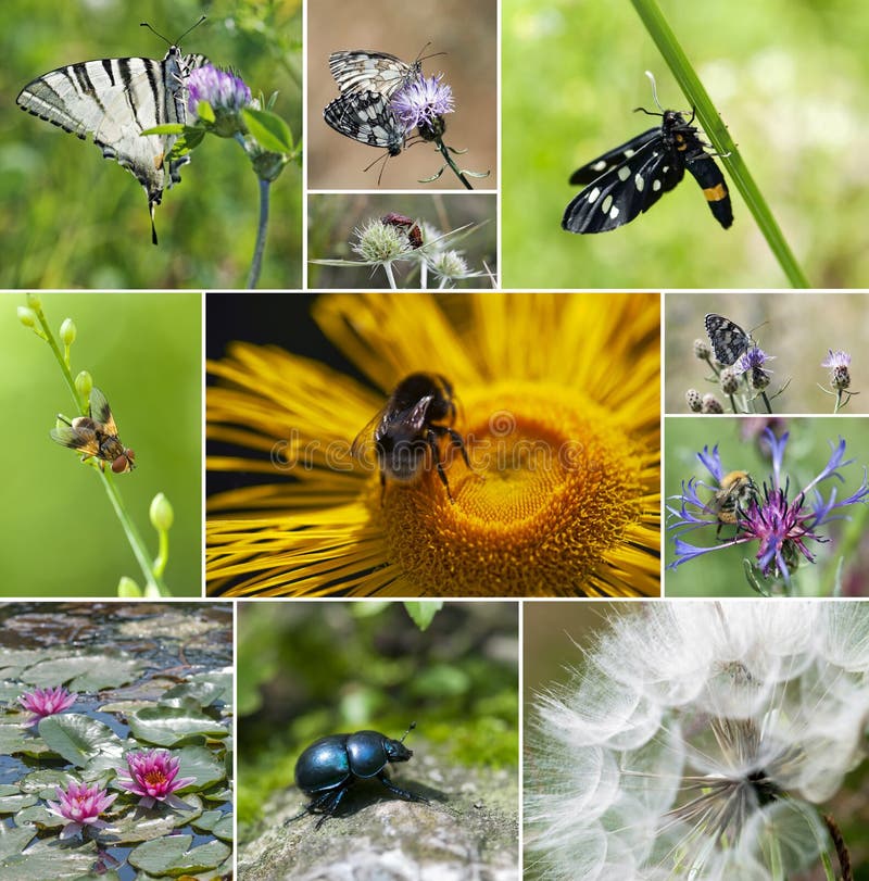 Biodiversity collage stock photo. Image of natural, fern - 25599754