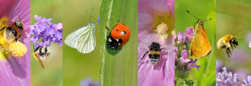 Insects Collection on Flowers in Summer Stock Image - Image of green ...