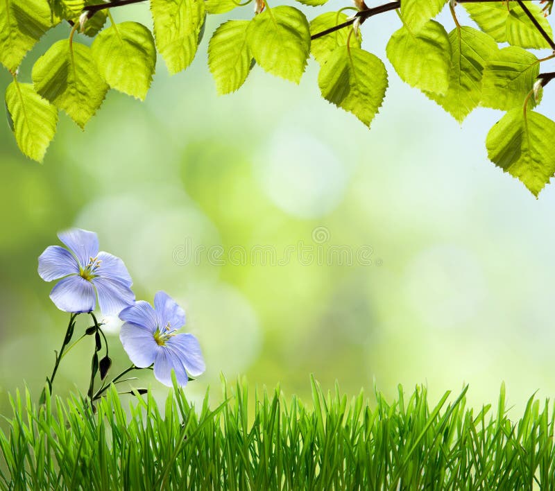 Collage with Leaves, Grass and Flax Stock Photo - Image of design ...