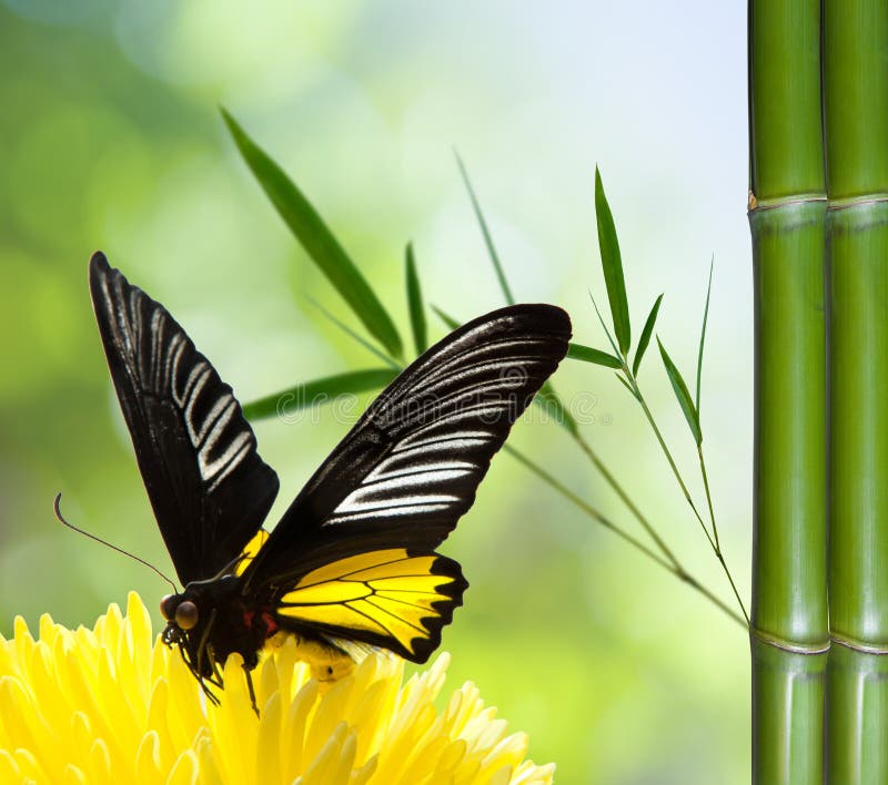 Collage with Leaves, Grass and Flax Stock Image - Image of grass ...