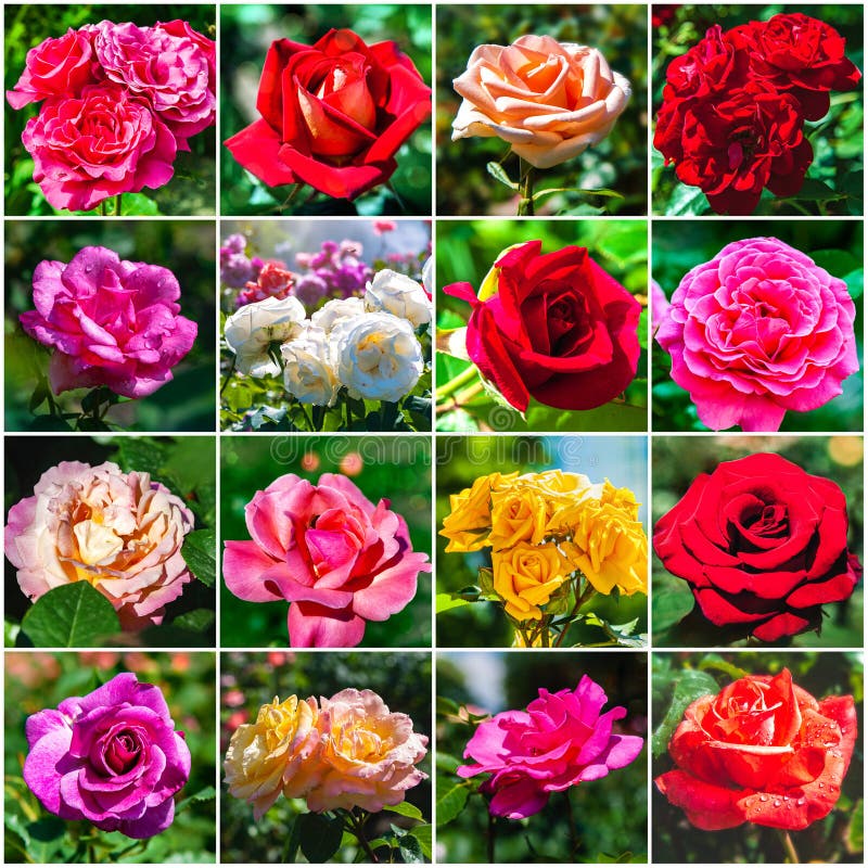 Collage of Macro Photographs of Multi-colored Roses. Stock Photo ...