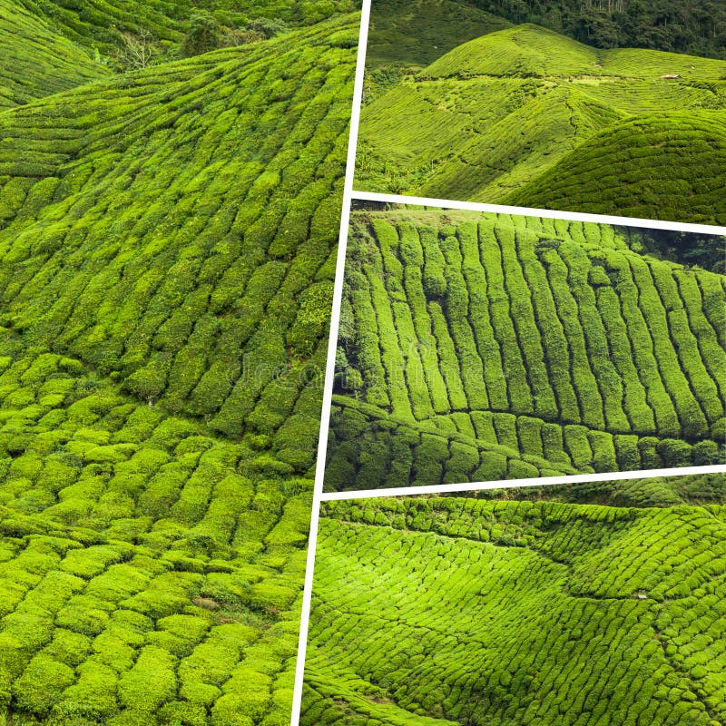 Collage of Malaysia,tea Plantation in Cameron Highlands Stock Image ...