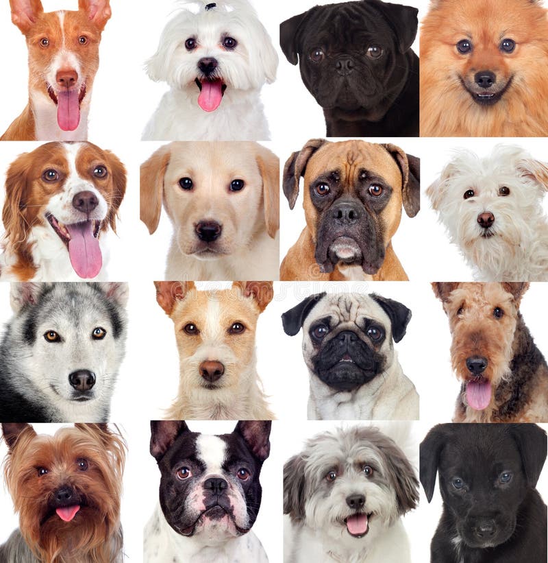 Collage with many dogs stock photo. Image of purebred - 42150522