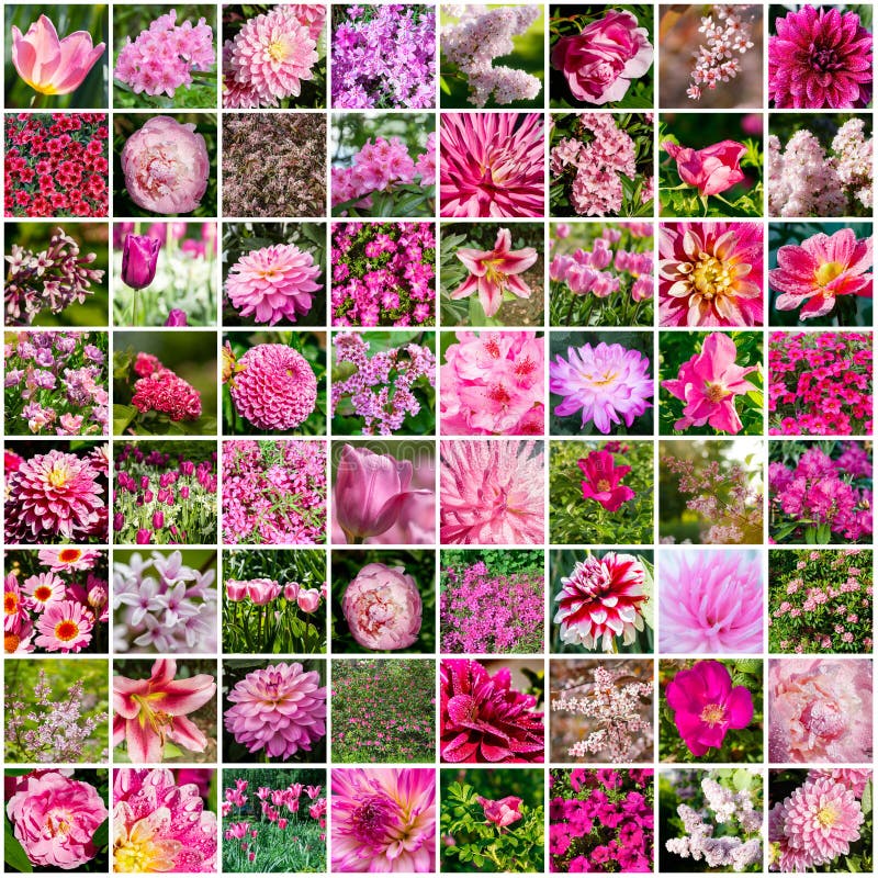 Collage with Many Images of Different Pink Flowers. Full Size Stock ...