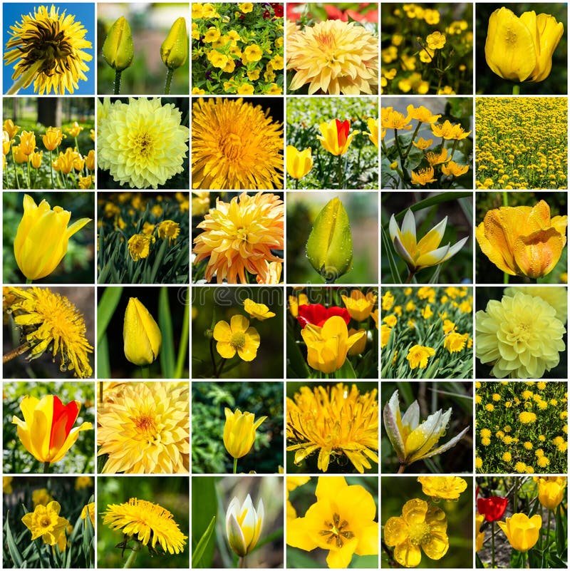 Collage with Many Images of Different Yellow Flowers. Full Size Stock ...