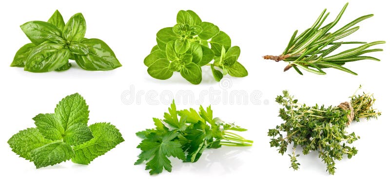 Collage Mix Set of Fresh Green Basil Leaves. Organic Herb Stock Photo ...