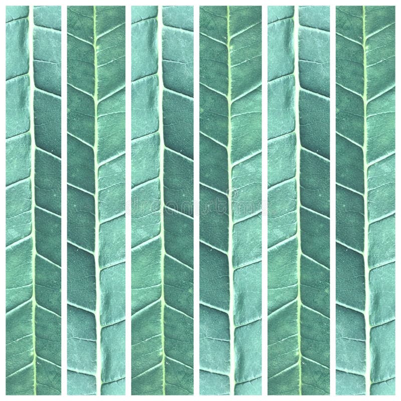 Collage Natural Green Leaf Background Texture Patterns Stock ...
