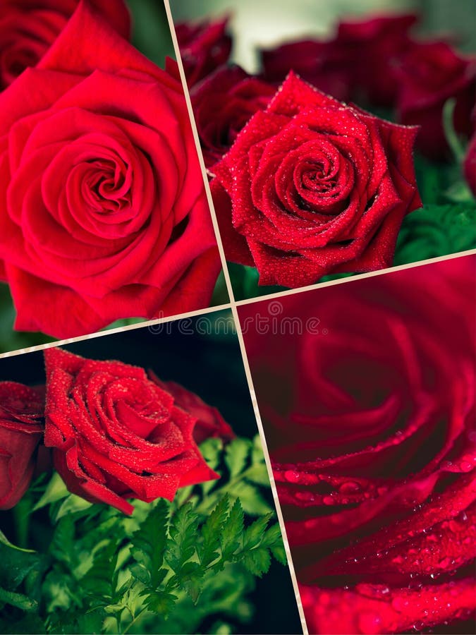 Collage of Natural Red Roses Background. Stock Photo - Image of love ...