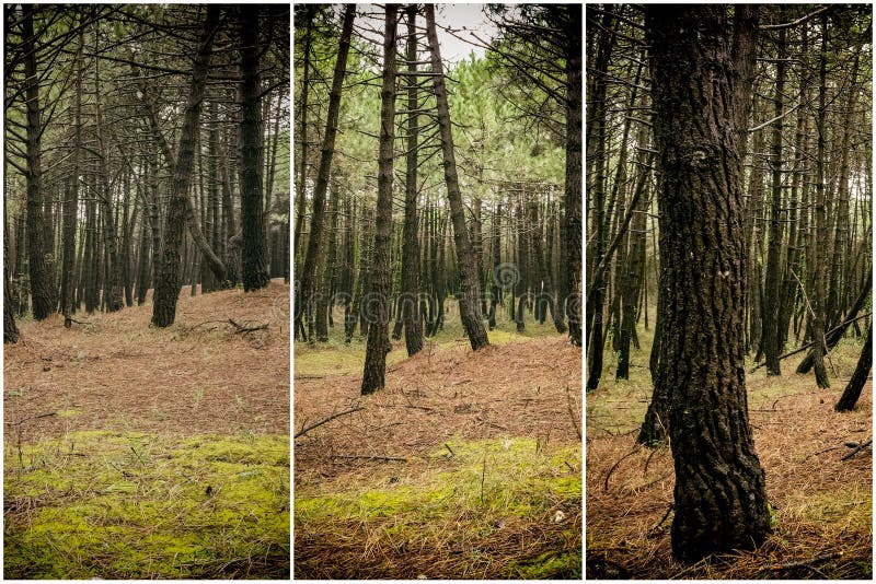 Collage Nature, Pine Forest Stock Image - Image of branch, high: 51002515