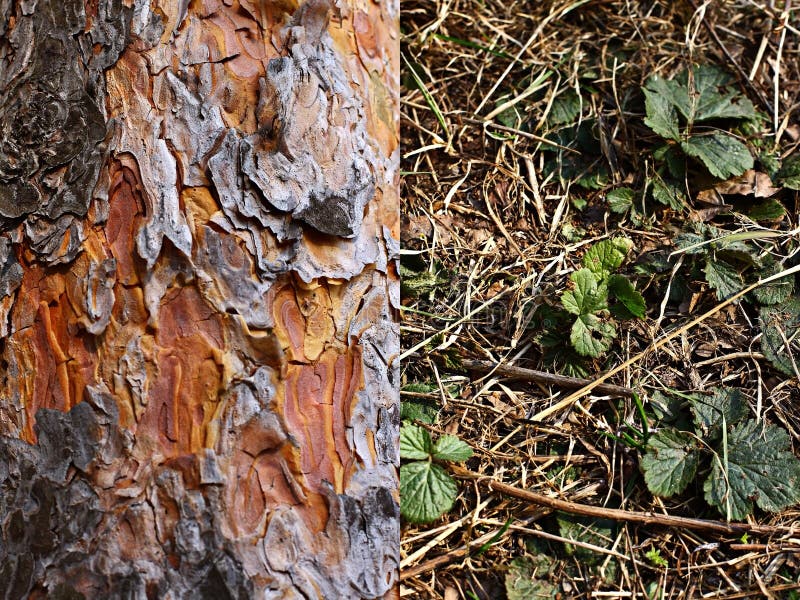 Collage of nature textures stock photo. Image of leaves - 133694246