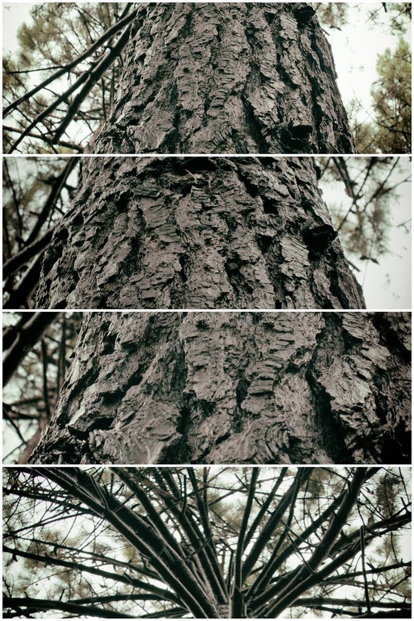 Collage Nature, Trunk of Tree Stock Image - Image of scenic, plant ...