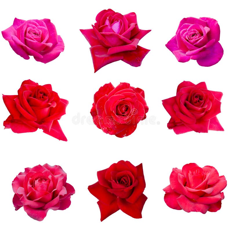 Collage of nine roses stock photo. Image of love, flower - 48291606