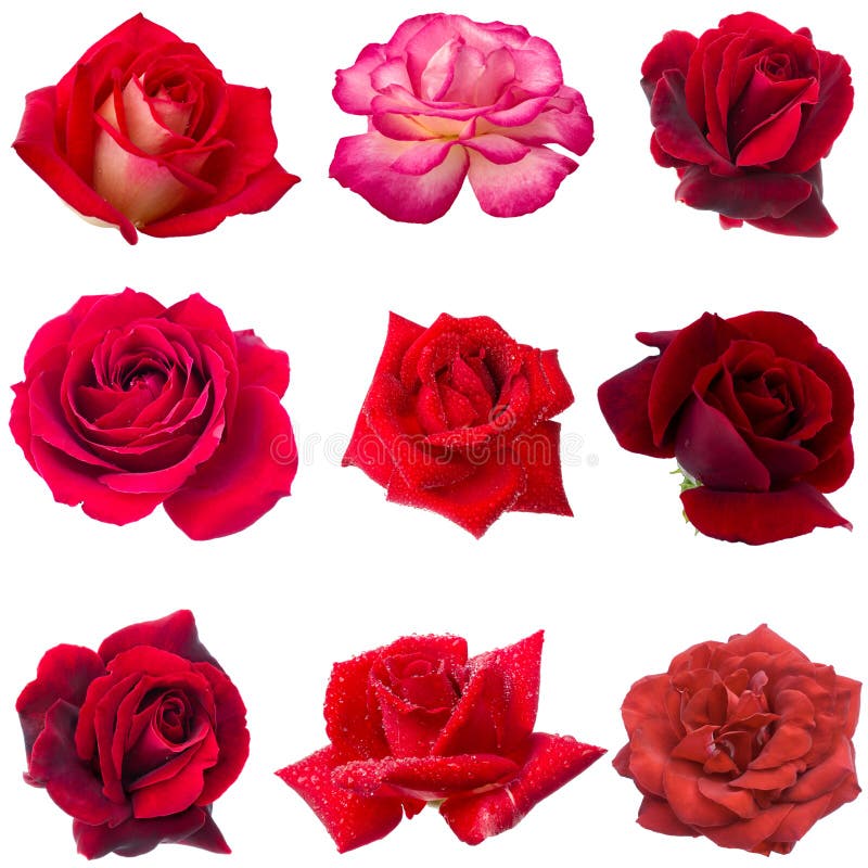 Collage of nine roses stock photo. Image of closeup, close - 48291606