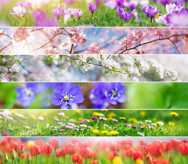 Collage of the Panoramic Photos of the Different Spring Flowers and ...