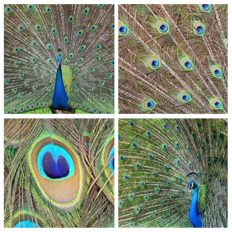 Collage - peacock stock image. Image of beauty, feathers - 43545819