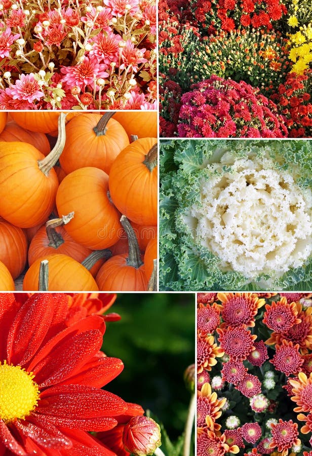 Collage of Photographs of Fall Flowers and Vegetables Stock Image ...