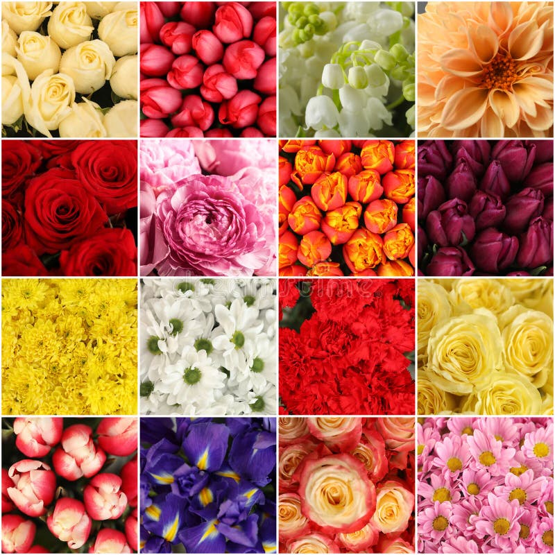 Collage with Photos of Beautiful Fresh Flowers Stock Image - Image of ...