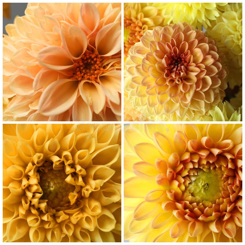Collage with Photos of Beautiful Fresh Flowers Stock Image - Image of ...